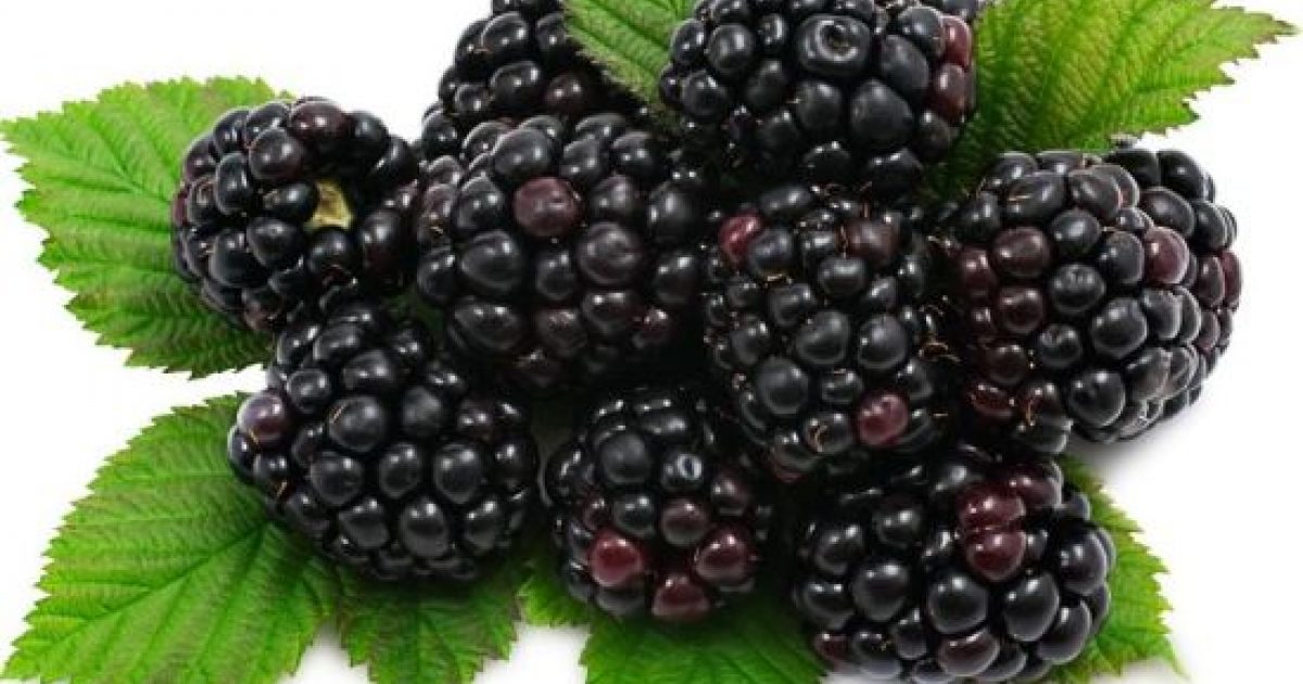 Blackcurrant "Deep Purple" | Antonelli